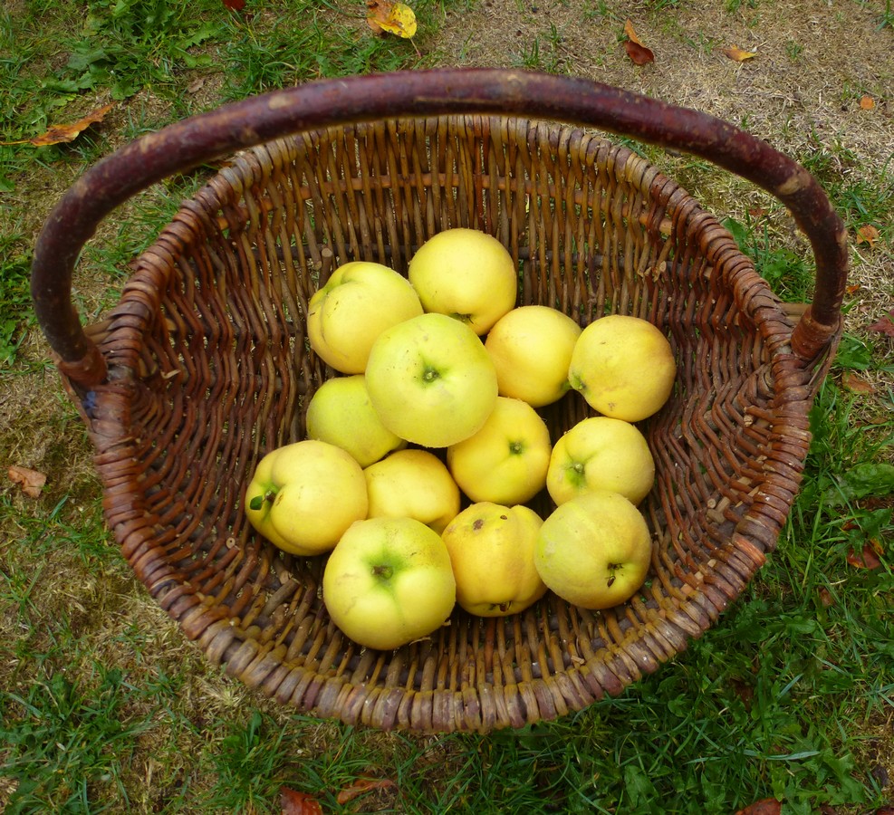 Golden Quinces – Cherry's Cache
