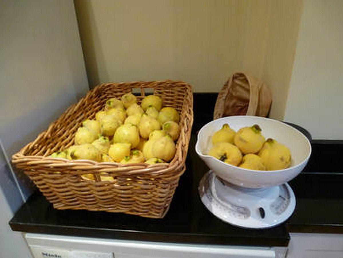 Golden Quinces – Cherry's Cache