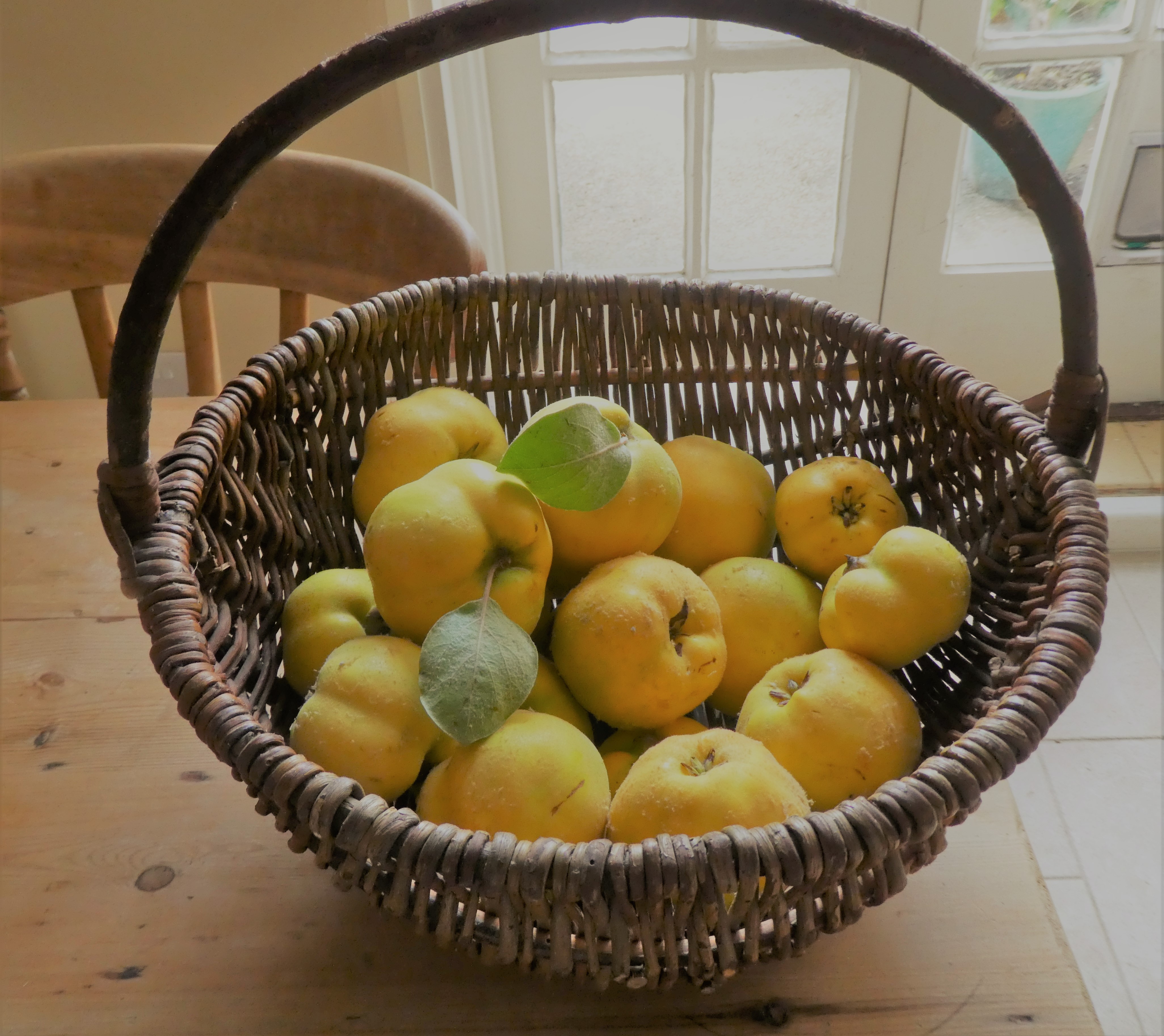 Golden Quinces – Cherry's Cache