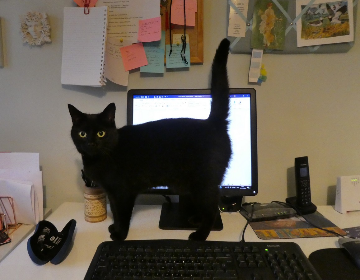 Pangur Ban and the Old Irish Cats – Cherry's Cache