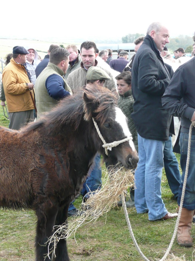 At the Horse Fair, in Stow-on-the-Wold – Cherry's Cache